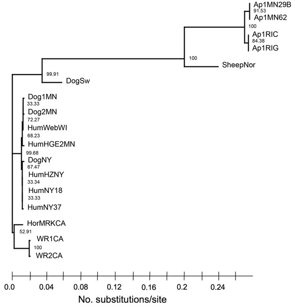 Figure 2 - Diversity of Anaplasma phagocytophilum Strains, USA - Volume ...