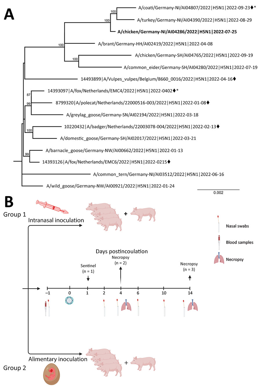 Figure Low Susceptibility Of Pigs Against Experimental Infection With